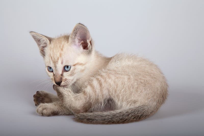 An Siamese Cat on a White Background Stock Photo - Image of zoology ...
