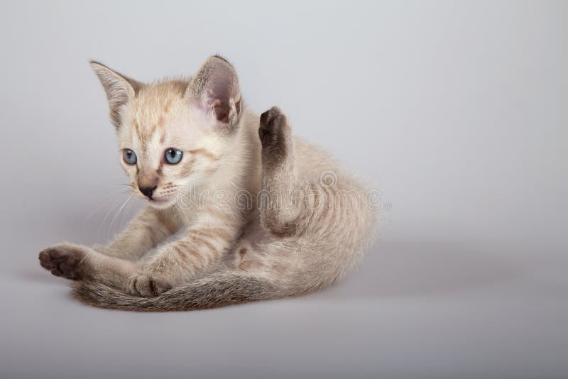 An Siamese Cat on a White Background Stock Image - Image of little ...