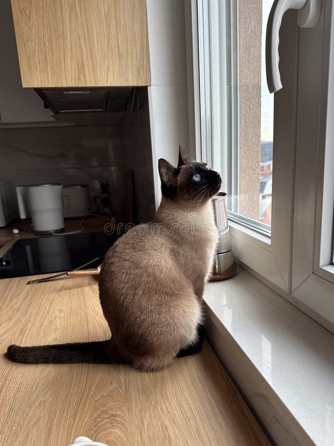 Siamese Cat on the Windowsill. Home Life with a Pet. Cat at Home Stock ...