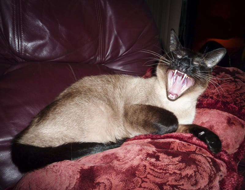 Siamese Cat Yawning stock photo. Image of lovely, house - 86613218