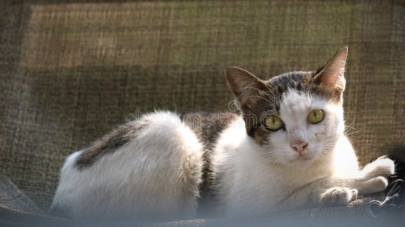 Siamese cat stock photo. Image of brown, yellow, domestic - 67187228