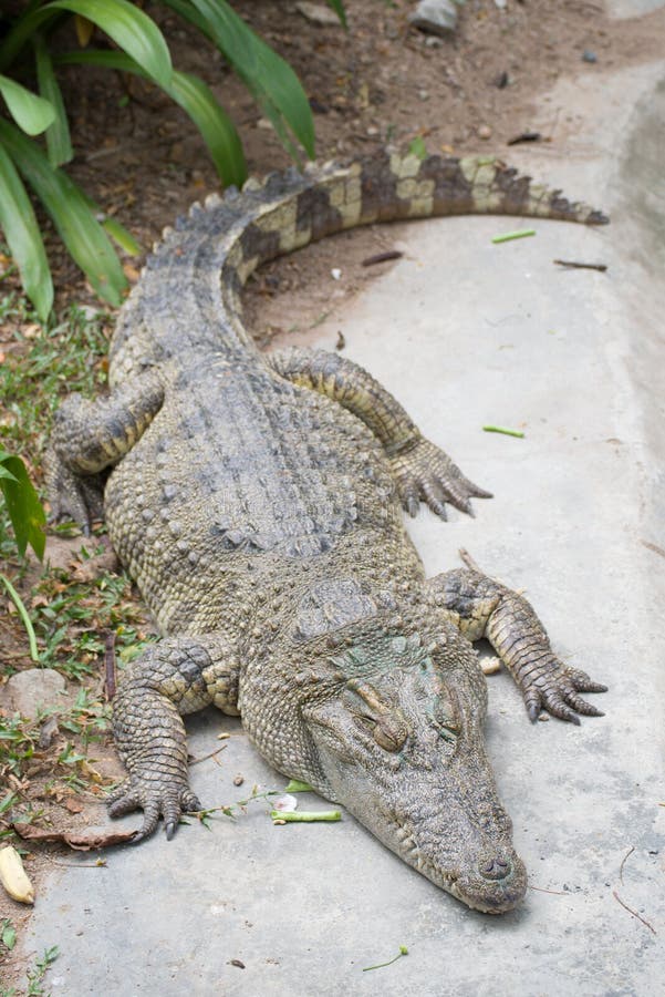 Siamese Crocodile, Crocodylus Siamensis, Freshwater Reptile Native To ...