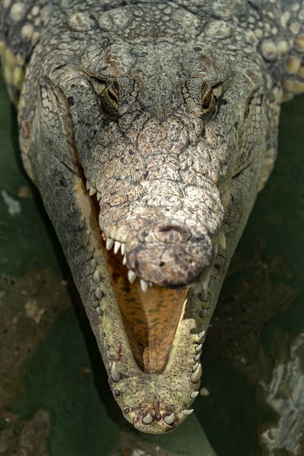 The Head of a Siamese Crocodile. Stock Photo - Image of alligator ...