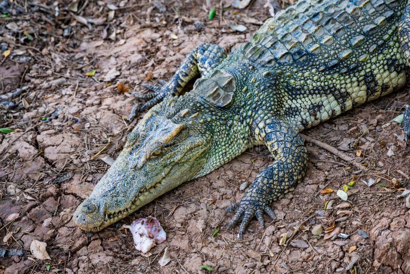 Siamese Crocodile in Nature Stock Image - Image of park, safari: 144596571