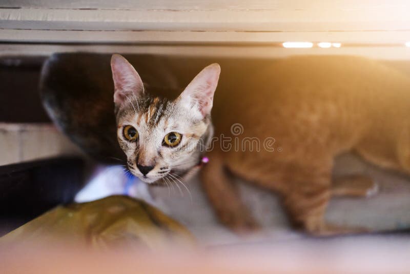 Siamese Cute Cats Looking Up from Under the Table Stock Image - Image ...