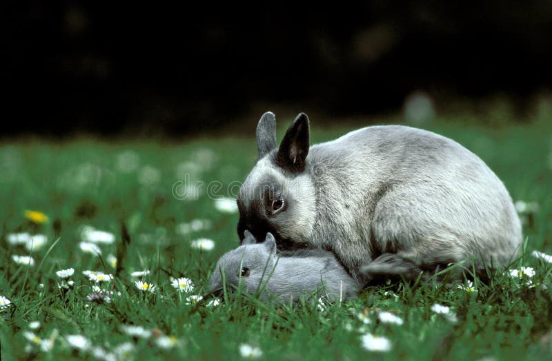Siamese Dwarf Rabbit, Pair Mating Stock Image - Image of rabbit ...
