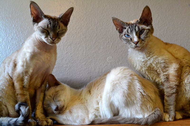 Siamese en Devon Rex Cats stock afbeelding. Image of huisdieren - 89159917