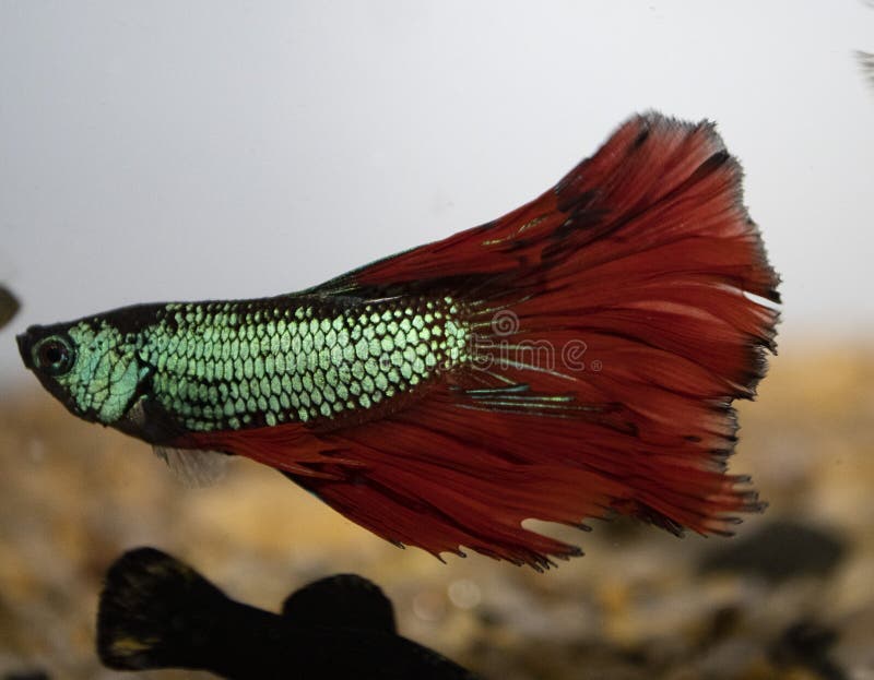 Siamese Fighting Betta Fish Fish in a Tropical Aquarium Stock Image ...