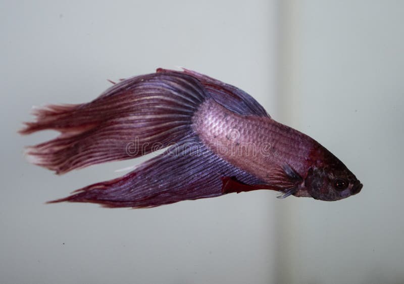Siamese Fighting Betta Fish Fish in a Tropical Aquarium Stock Photo ...