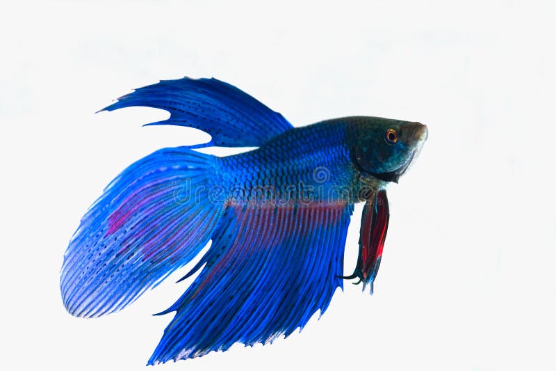 Colorful Siamese Fighting Fish , Betta Isolated on White Background ...