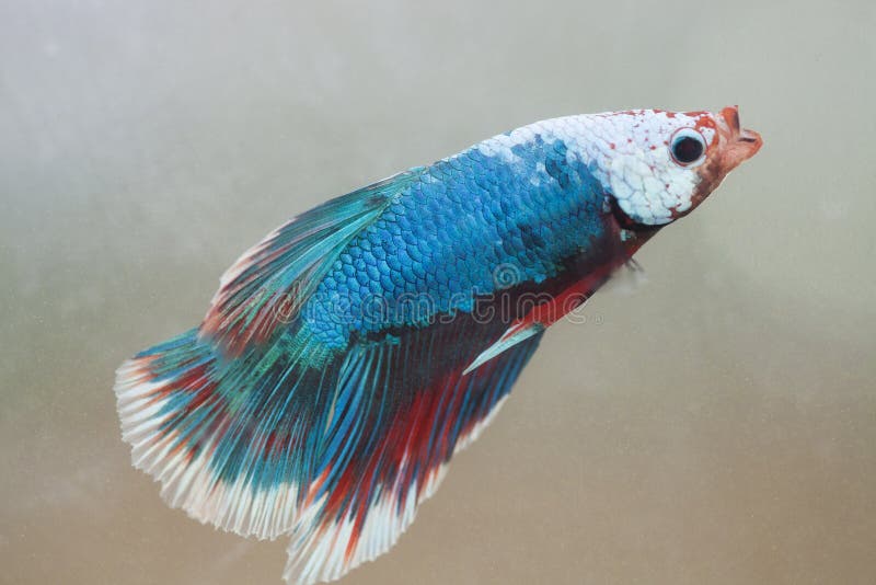Siamese fighting fish stock photo. Image of freshwater - 18231336