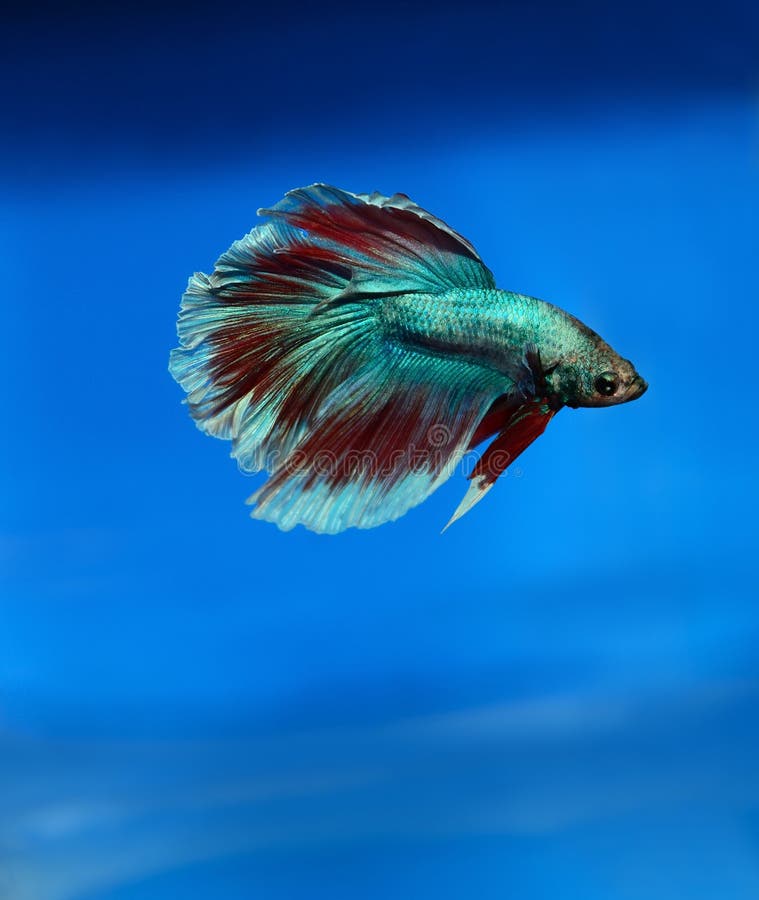 Siamese fighting fish stock image. Image of betta, beautiful - 20514597