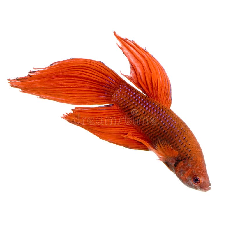 White and Blue Siamese Fighting Fish, Betta Fish Isolated on Bla Stock ...