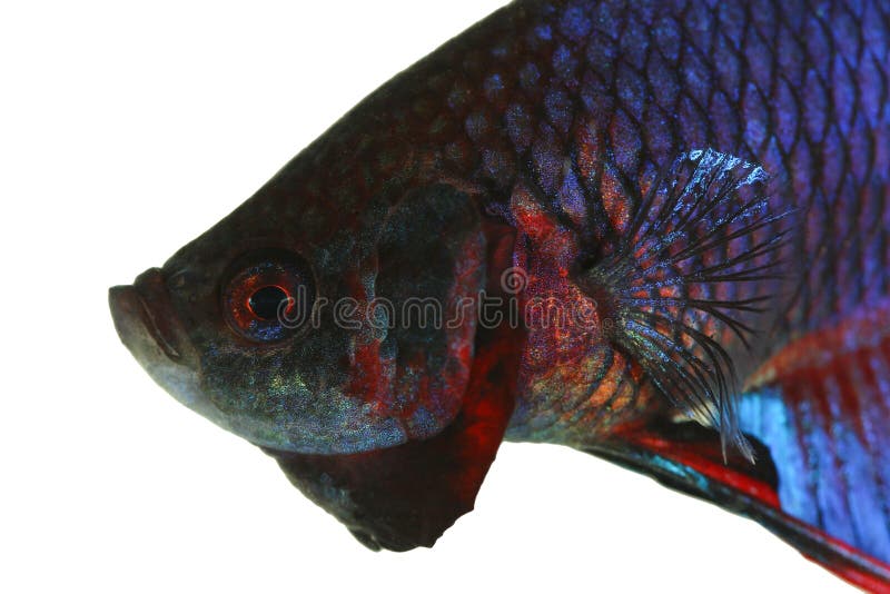Siamese fighting fish stock photo. Image of animal, motion - 27770066