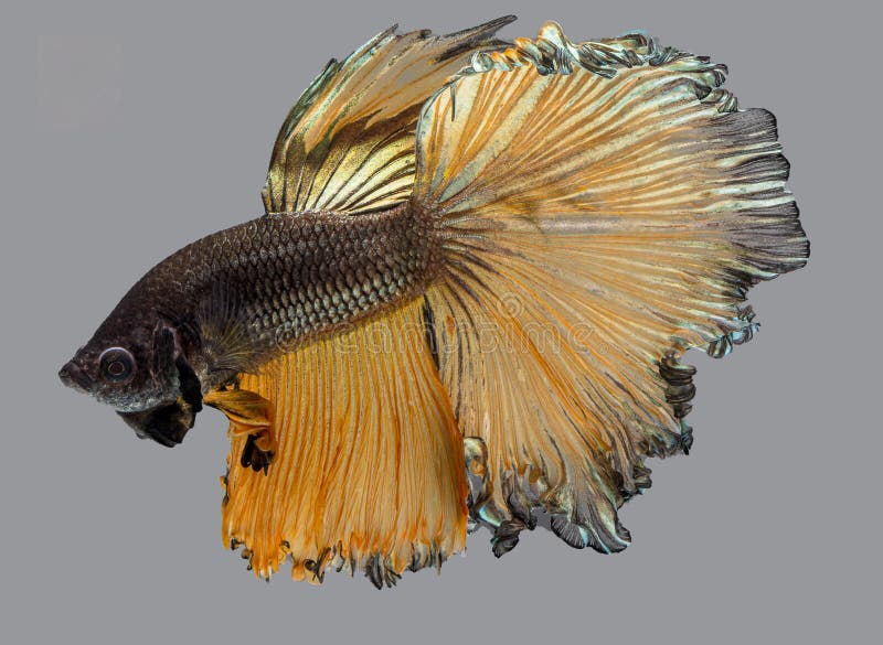 304 Beta Fish Half Moon Photos - Free & Royalty-Free Stock Photos from ...