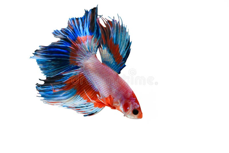 Siamese Fighting Fish, Beautiful Tail of Red,blue & Pink Fighting Fish ...