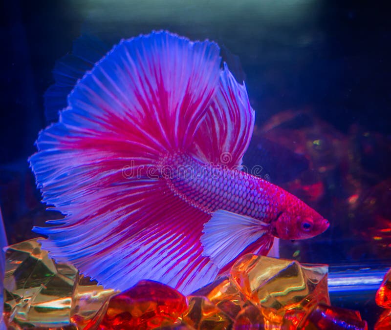 Siamese fighting fish. stock image. Image of fish, black - 107096377