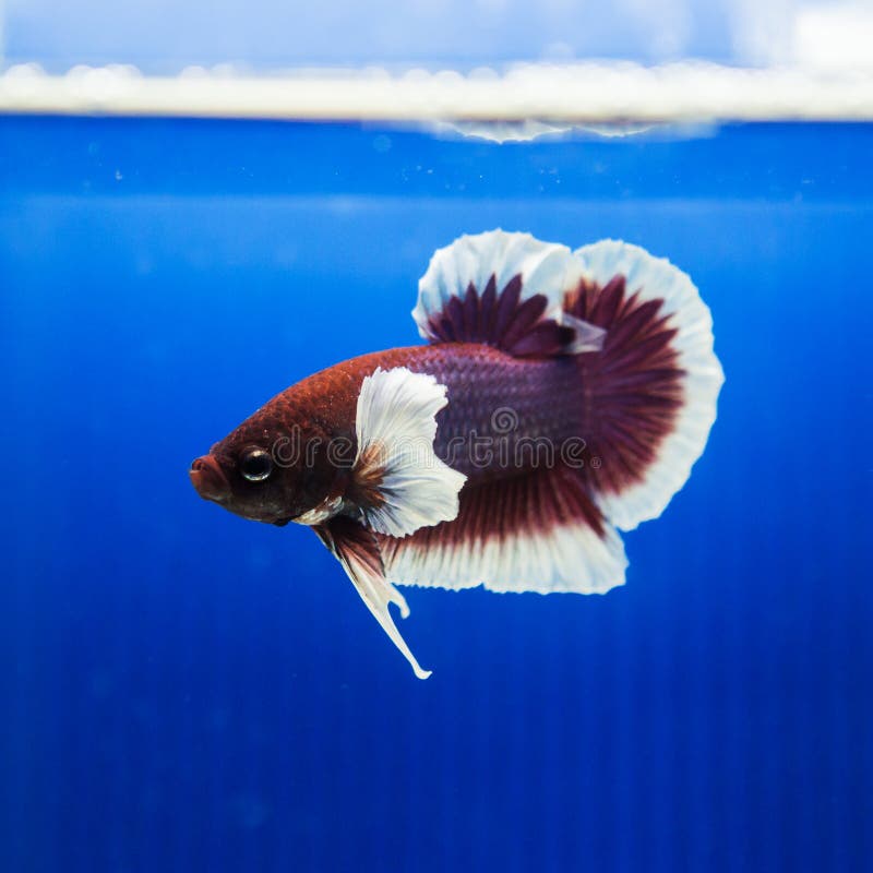 Side View of a Siamese Fighting Fish, Betta Splendens Stock Image ...