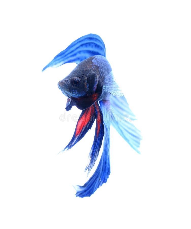 Colorful Siamese Fighting Fish , Betta Isolated on White Background ...