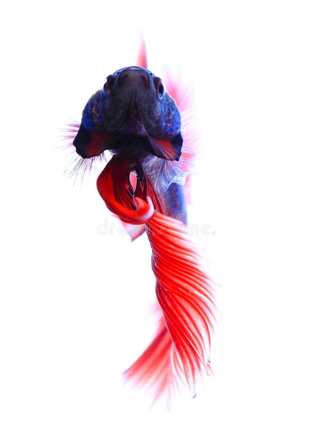 Colorful Siamese Fighting Fish , Betta Isolated on White Background ...