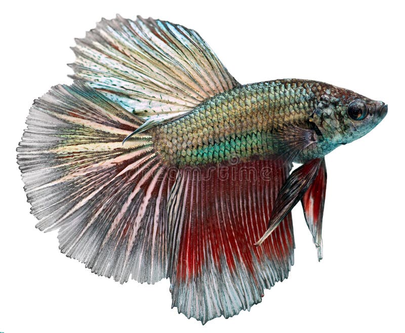Betta fish scales stock photo. Image of splendens, fish - 16460134