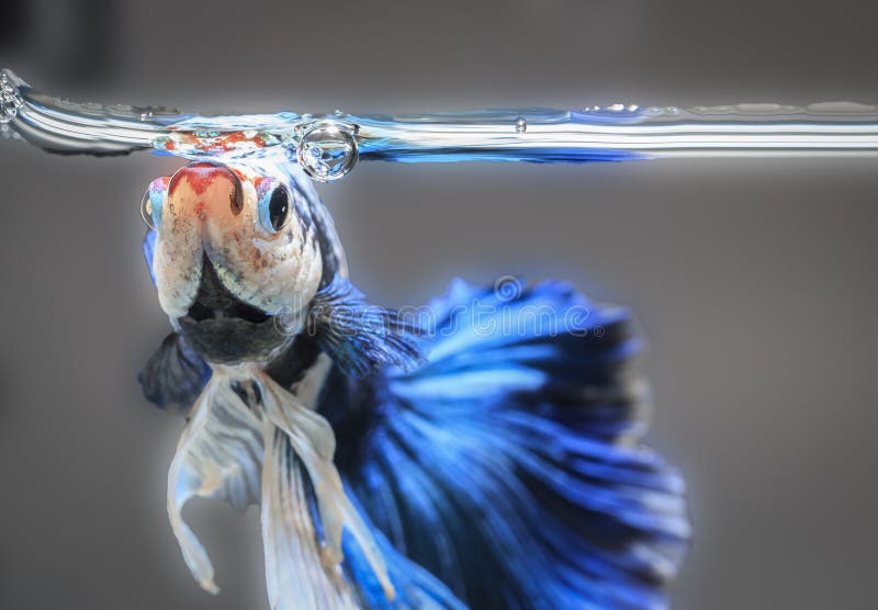 Siamese Fighting Fish Fight Blue Fish, Betta Splendens, Betta Fish ...