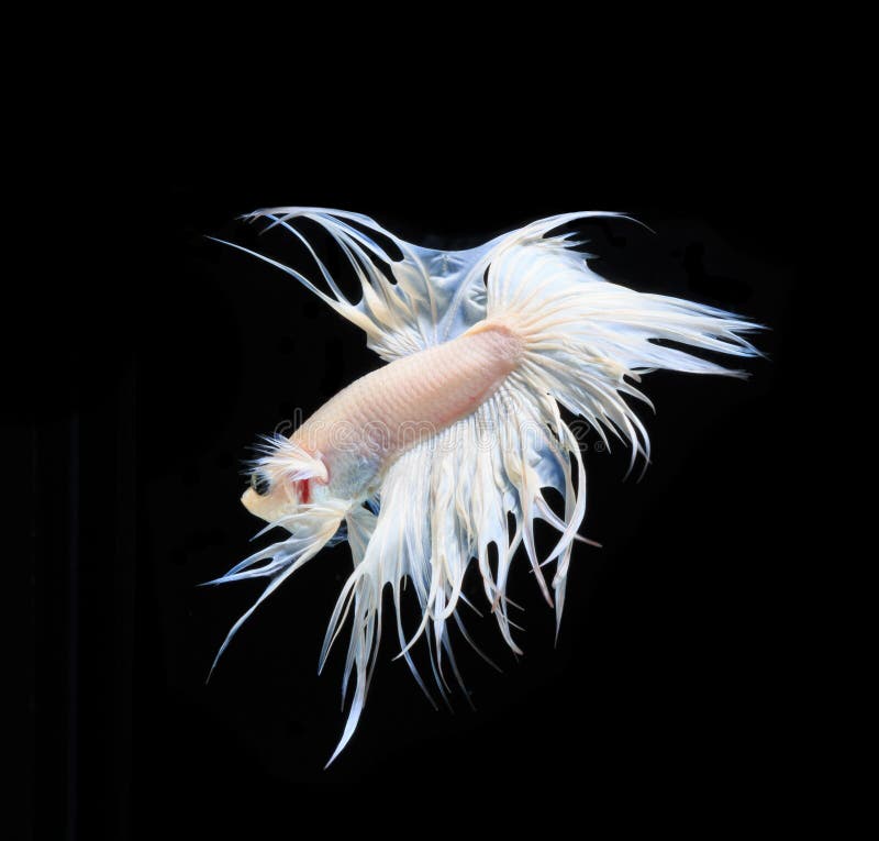 Siamese fighting fish stock image. Image of beautiful - 70651647