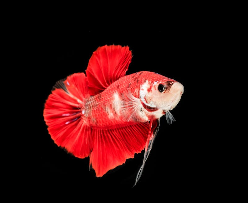 Siamese fighting fish stock photo. Image of excite, colorful - 70652334