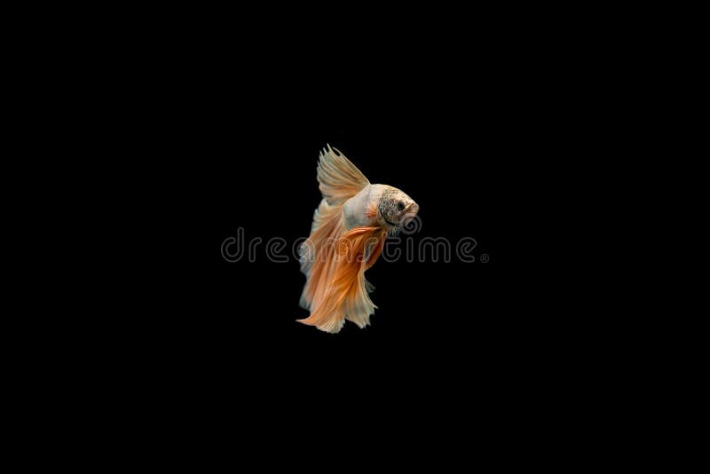 Siamese Fighting Fish, Betta Splendens Yellow Fin Tail Stock Image ...