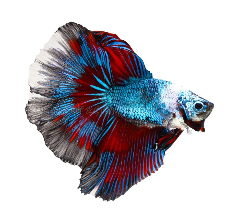 Siamese Fighting Fish, Betta Isolated on White Stock Image - Image of ...