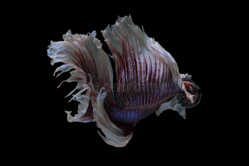Siamese Fighting Fish Big Ear Dumbo Halfmoon Fancy Betta Stock Image ...
