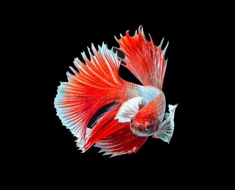 Siamese Fighting Fish on Black Stock Image - Image of black, siam: 77527789
