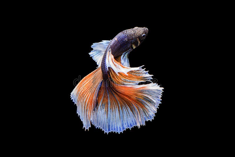 Orange Siamese Fighting Fish Stock Image - Image of siamese, orange ...