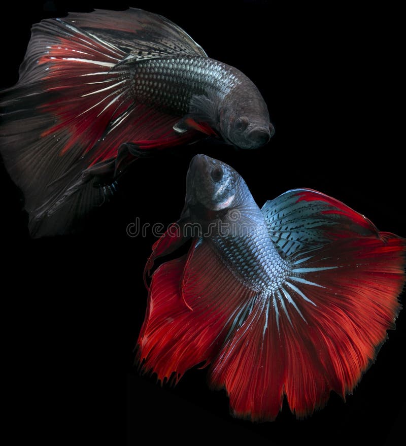 Siamese Fighting Fish Dancing Stock Photo - Image of betta, siamese ...