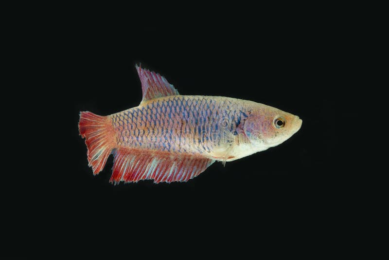 Female Of Siamese Fighting Fish (Betta) Aquarium Fish Stock Photo ...