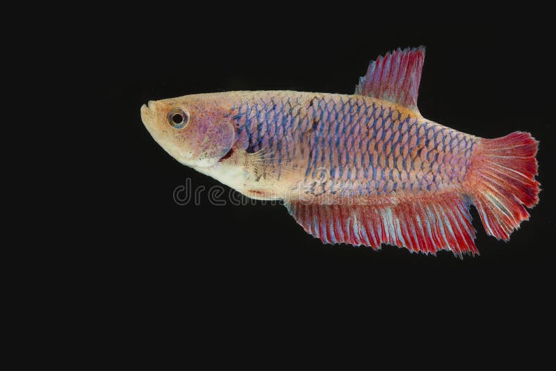 Siamese Fighting Fish Female in the Dark Stock Photo - Image of ...