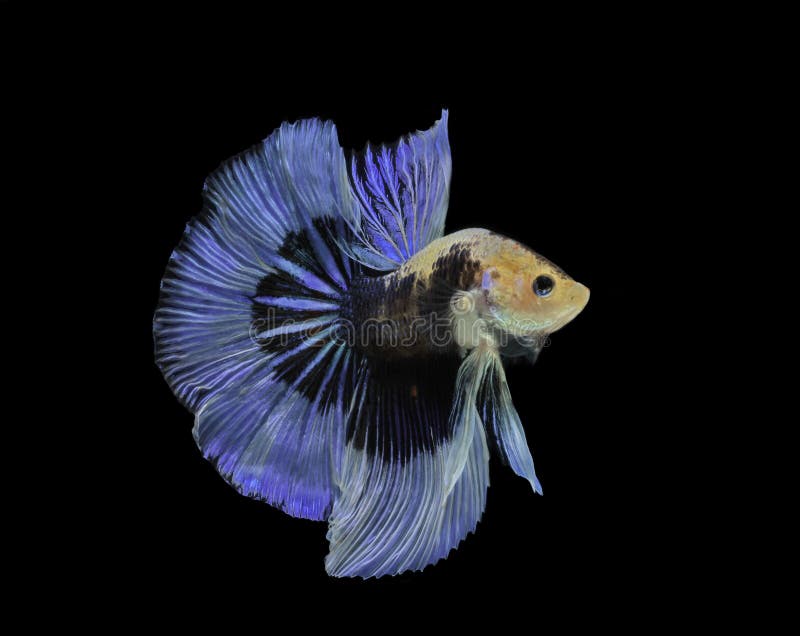 Siamese Fighting Fish Fight Blue Fish, Betta Splendens, Betta Fish ...