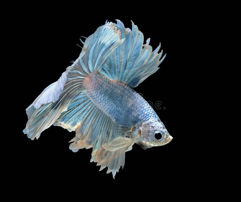 Siamese Fighting Fish Fight Blue Fish, Betta Splendens, Betta Fish ...