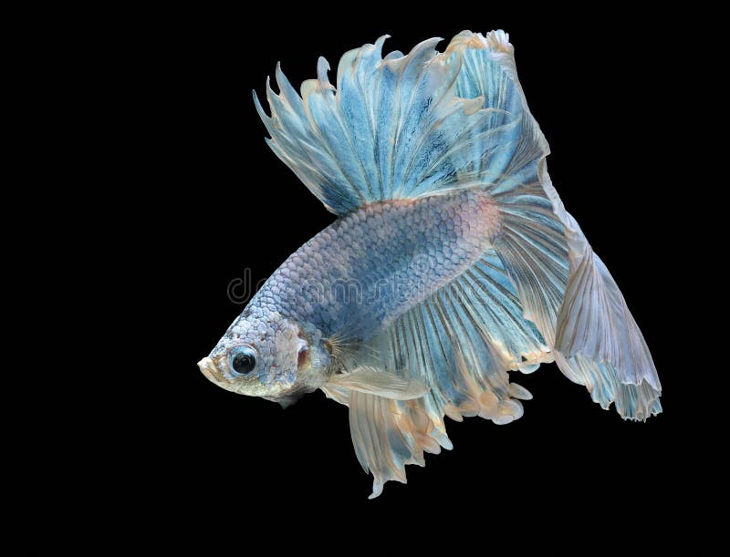 Siamese Fighting Fish Fight Blue Fish, Betta Splendens, Betta Fish ...