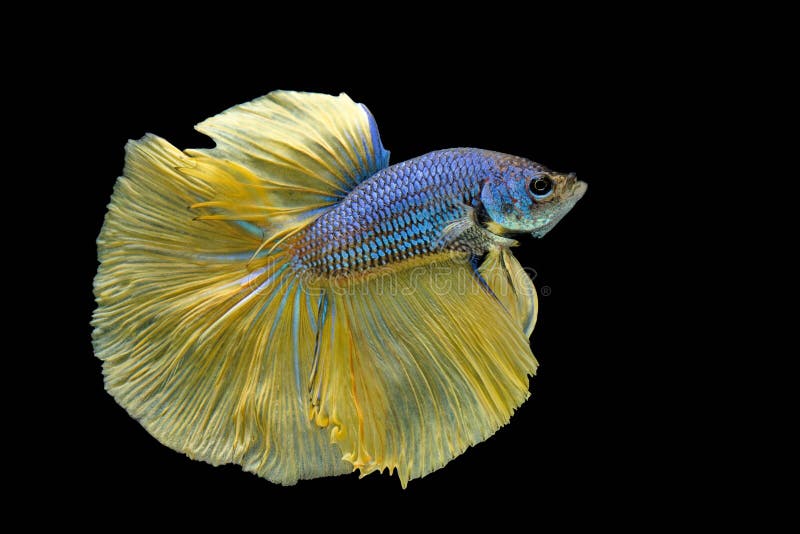 Siamese Fighting Fish Fight Yellow Fish, Betta Splendens, Betta Fish ...