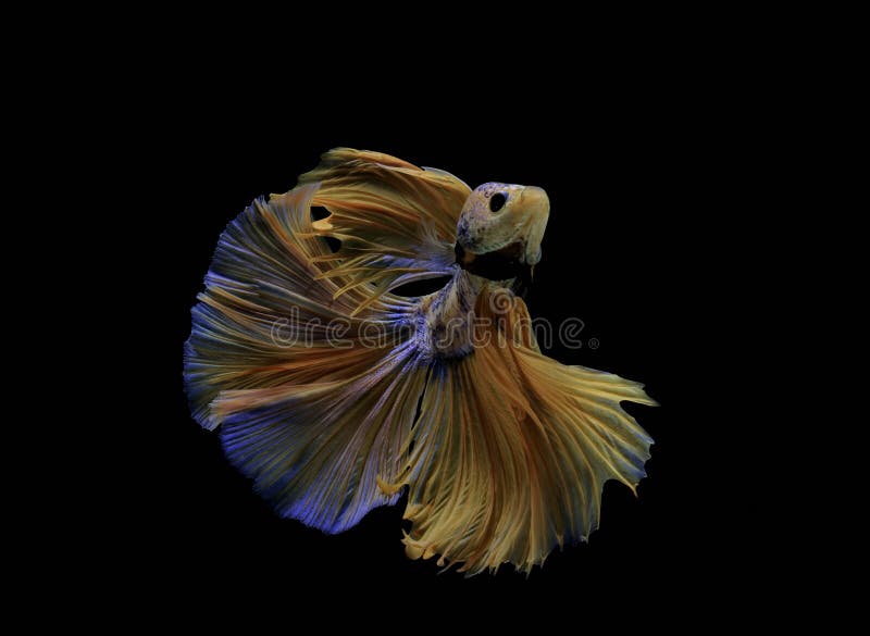 Siamese Fighting Fish Fight Yellow Fish with Blue, Betta Splendens ...