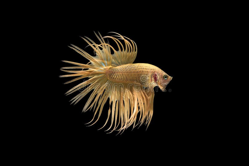Gold Betta Fish, Fighting Fish , Siamese Fighting Fish Isolated Stock ...