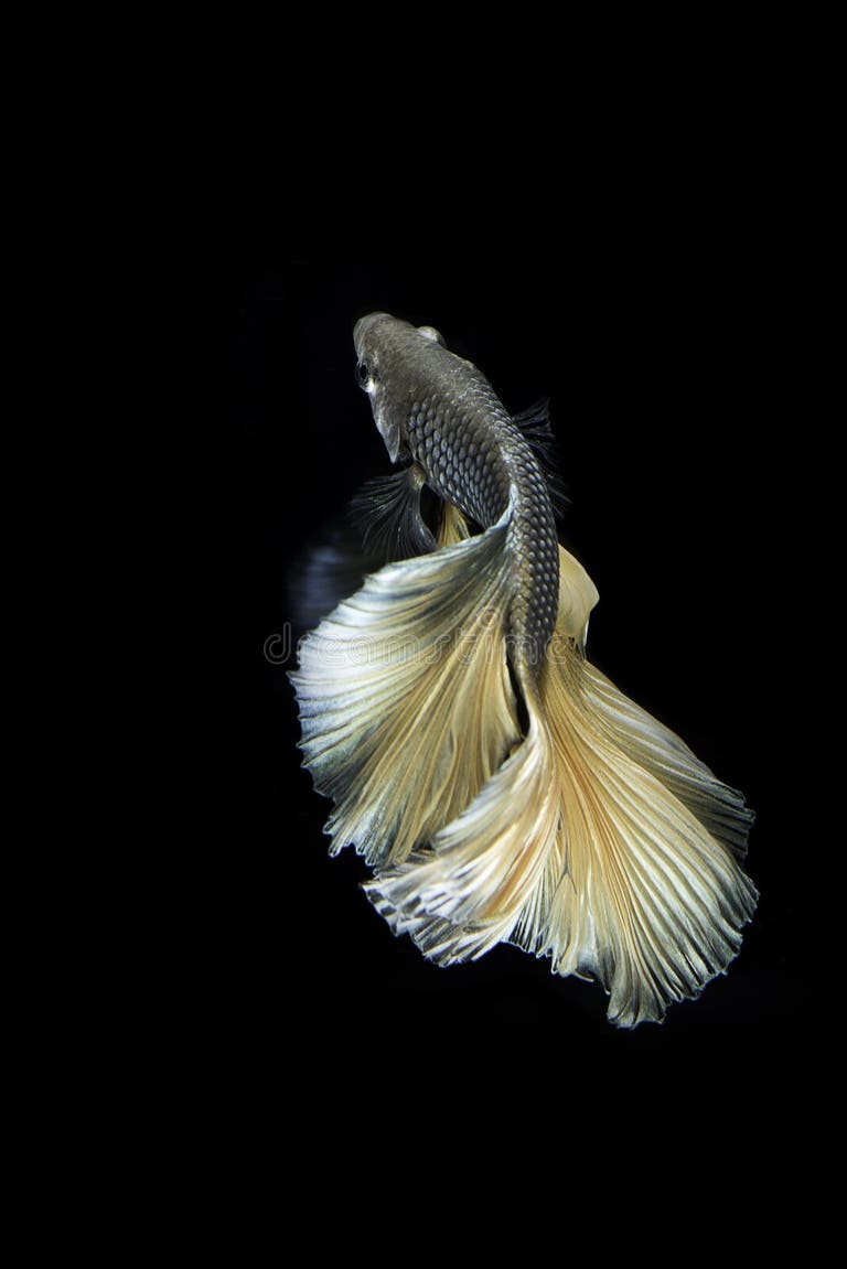 2,384 Dancing Fish Stock Photos - Free & Royalty-Free Stock Photos from ...