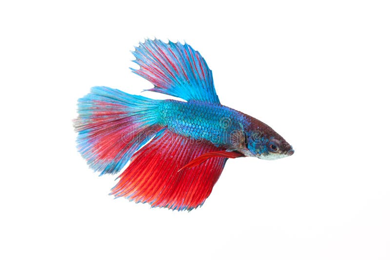 Blue Siamese fighting fish stock photo. Image of looking - 7239328