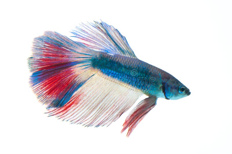 White and Blue Siamese Fighting Fish, Betta Fish Isolated on Bla Stock ...