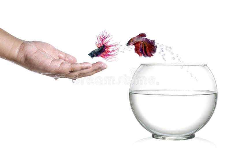 Siamese Fighting Fish Jumping Out of Fishbowl and into Human Palm ...