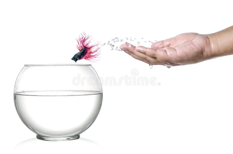 Siamese Fighting Fish Jumping Out of Human Palm and into Fishbowl ...