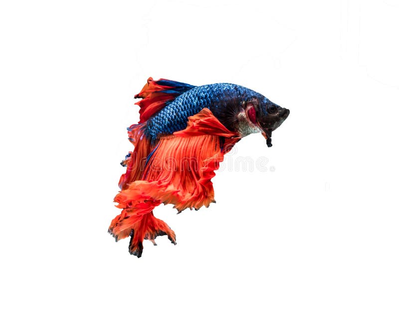 Siamese Fighting Fish, Movement of Multi Colour Siamese Fighting Fish ...