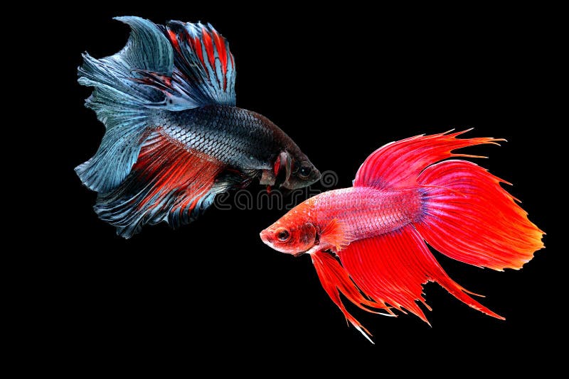 Siamese fighting fish stock image. Image of colorful - 79499427