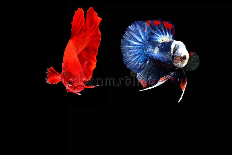 Siamese fighting fish stock image. Image of tropical - 79516403